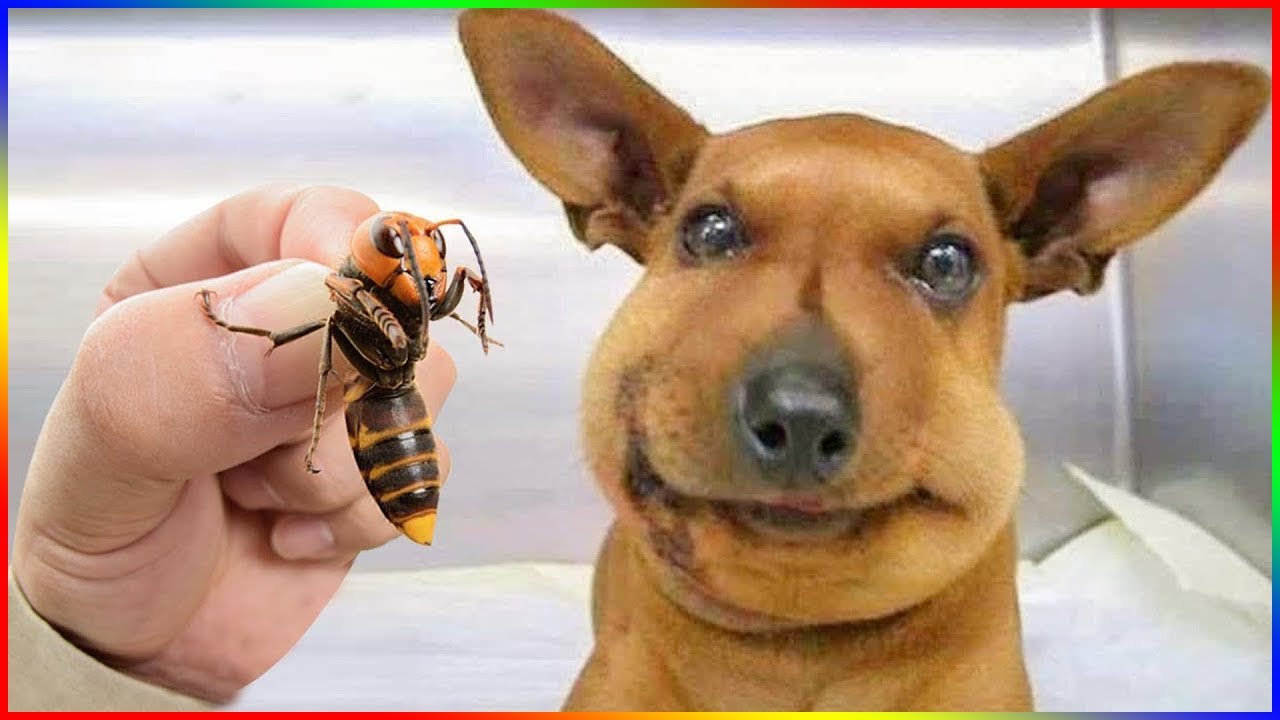 Funny Dog And Cat 😍🐶😻 Funniest Animals #119 - YouTube