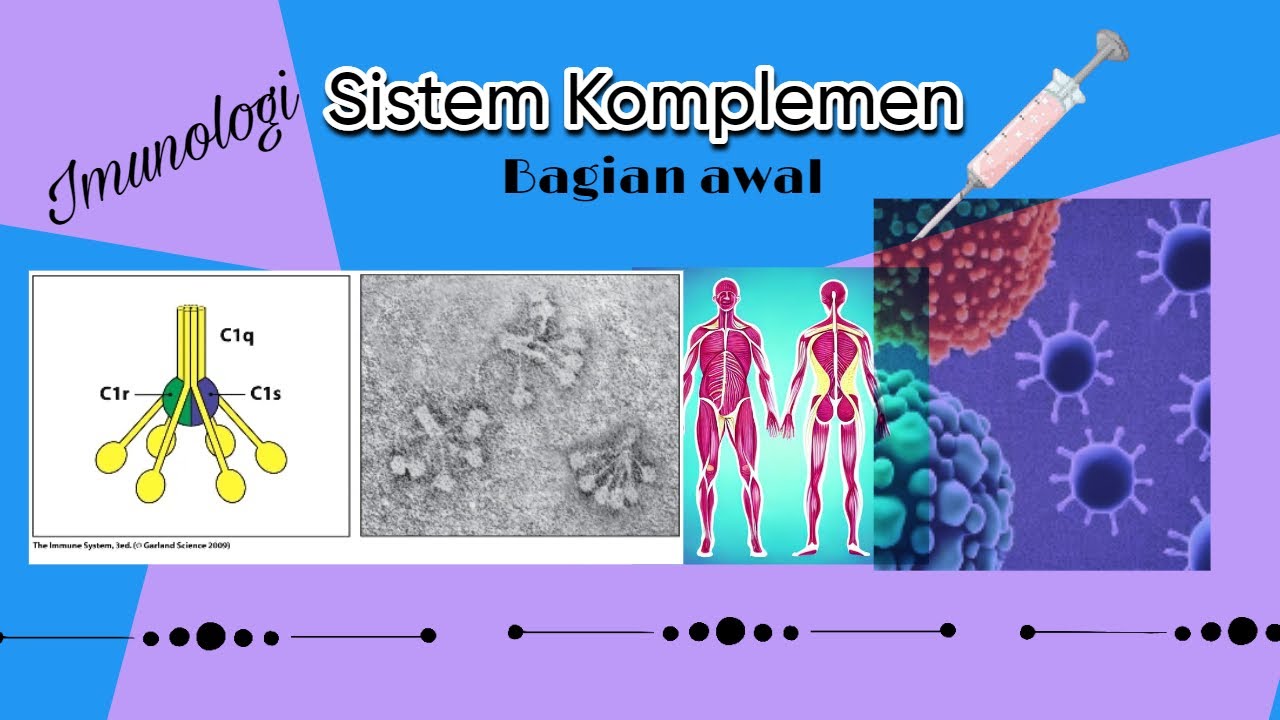 Imunologi: Komplemen bagian awal - YouTube