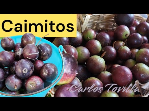 La fruta conocida como caimito. Su llamativo color y lo curioso de sus ...