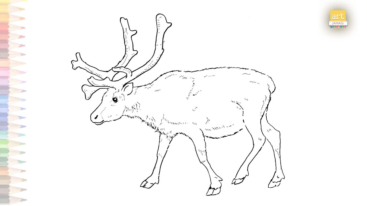 Elk outline drawing 02 How to draw An Elk deer drawing step by step ...