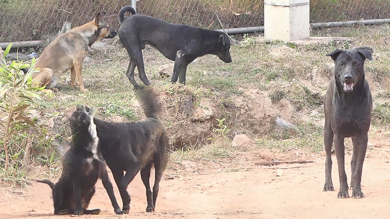 Rural Dogs ready to produce more baby || # 1980 Nature Show - YouTube