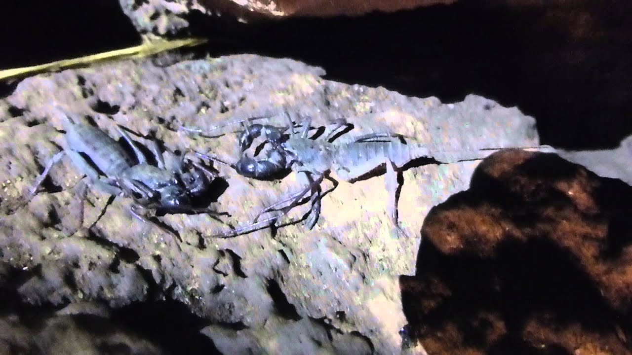 whip scorpions in a lava cave, Vietnam - YouTube