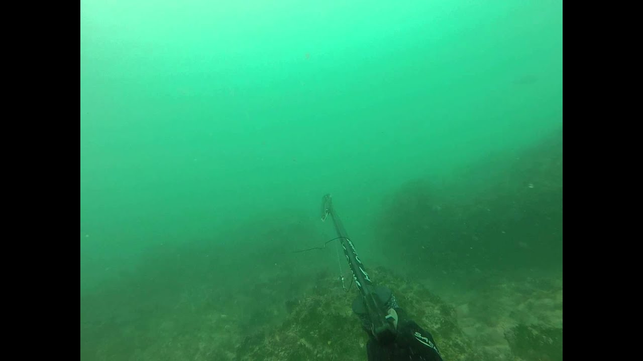 7 Kg Poenskop (Black Musselcracker) shot in Port Elizabeth - YouTube