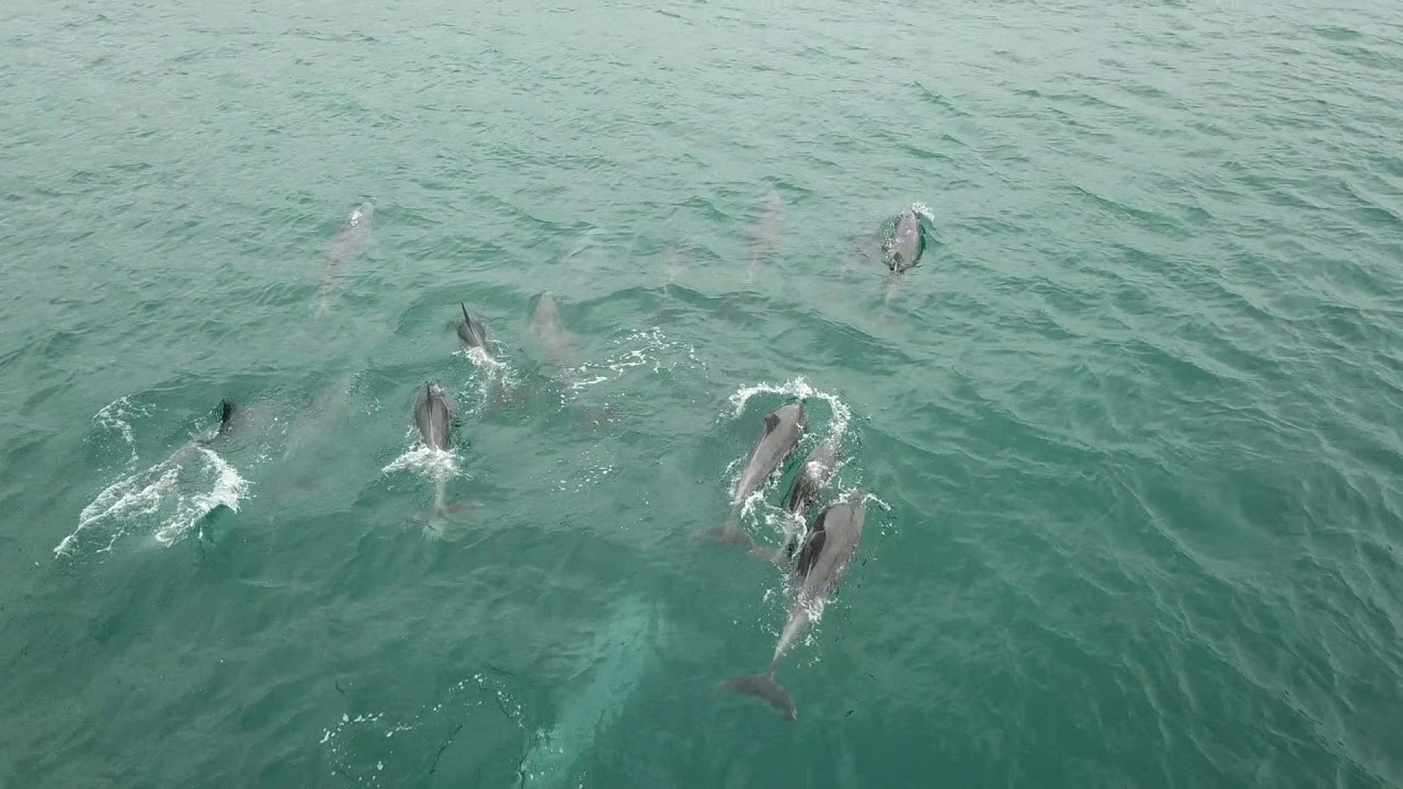 Skating & dolphins by drone - YouTube
