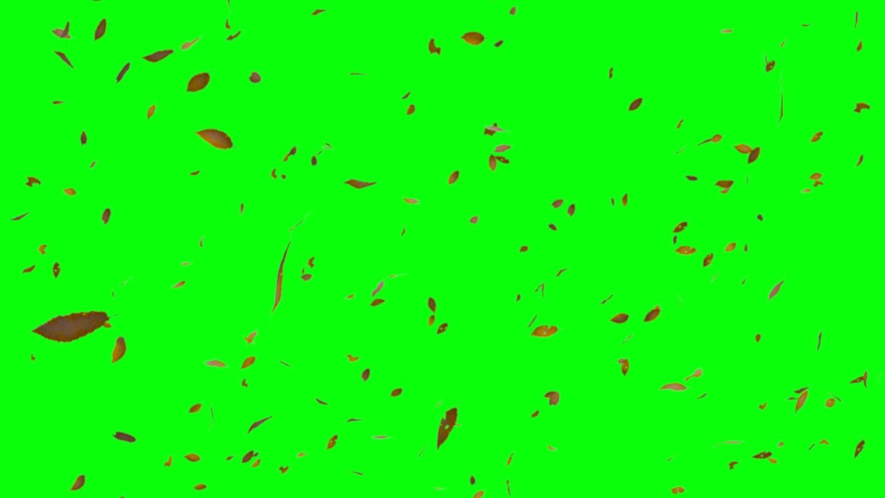 Falling leaves | FREE FOOTAGE | Green screen - YouTube