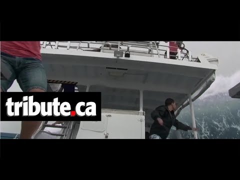 Open Water 3 Cage Dive - Movie Clip: \