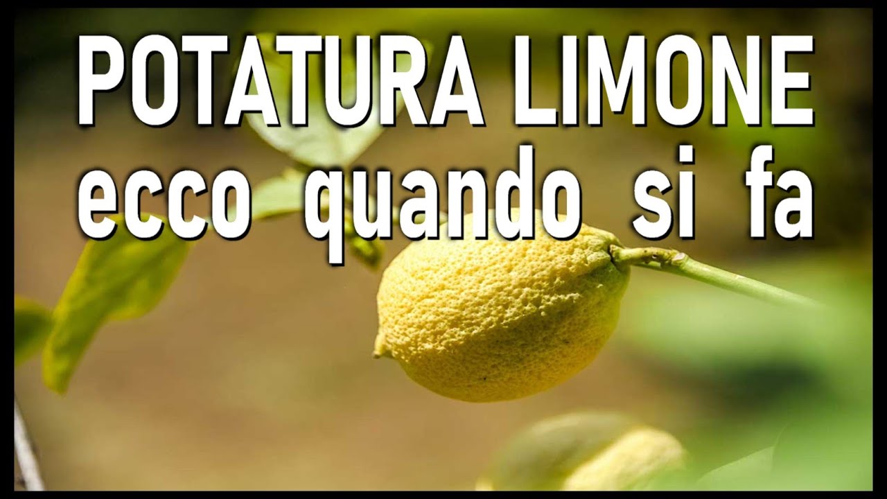 POTATURA DEL LIMONE, si fa in 3 periodi dell'anno (lemon pruning - poda ...