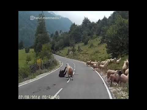 Harun Memmedov prikol