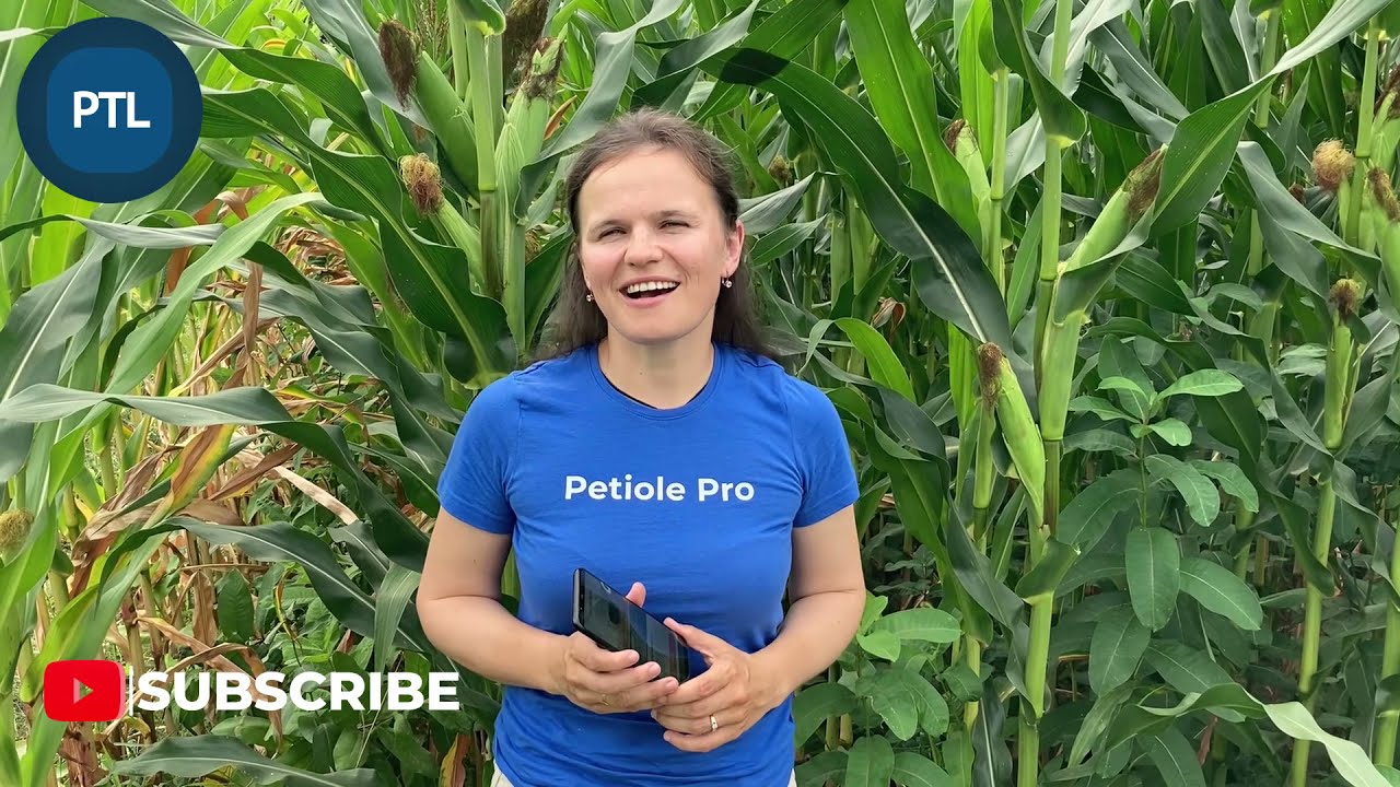 How to measure leaf area in a field? Experiment on corn (maize). Plant ...