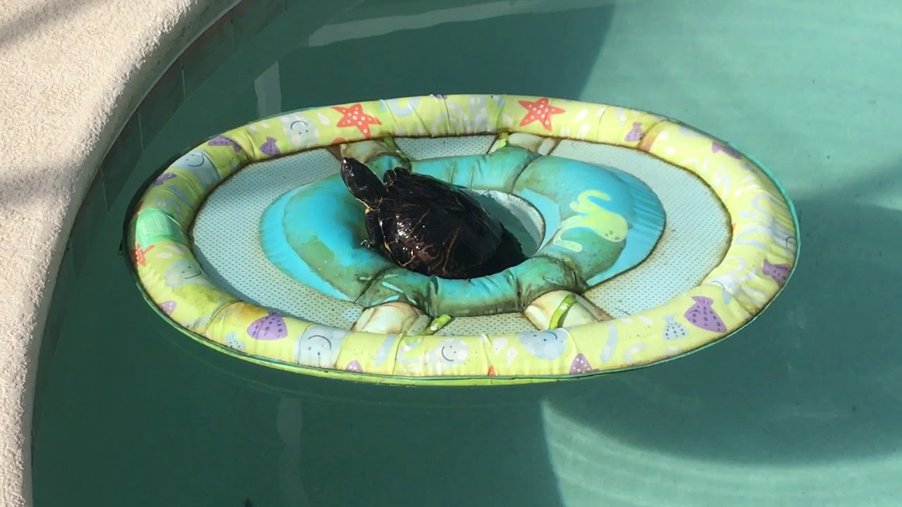 Pet turtle - Tuck - climbing on his raft to float again!! - YouTube