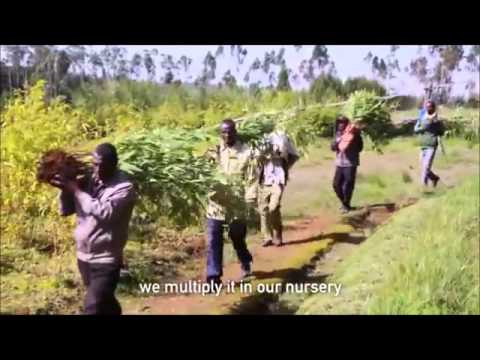 African Bamboo Project, Innovation and sustainability - YouTube