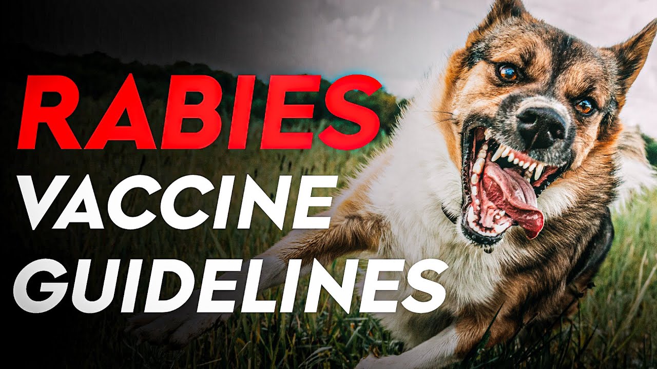 रेबीज के टीके - Full Information on Rabies - Vaccine, Precaution, Types ...