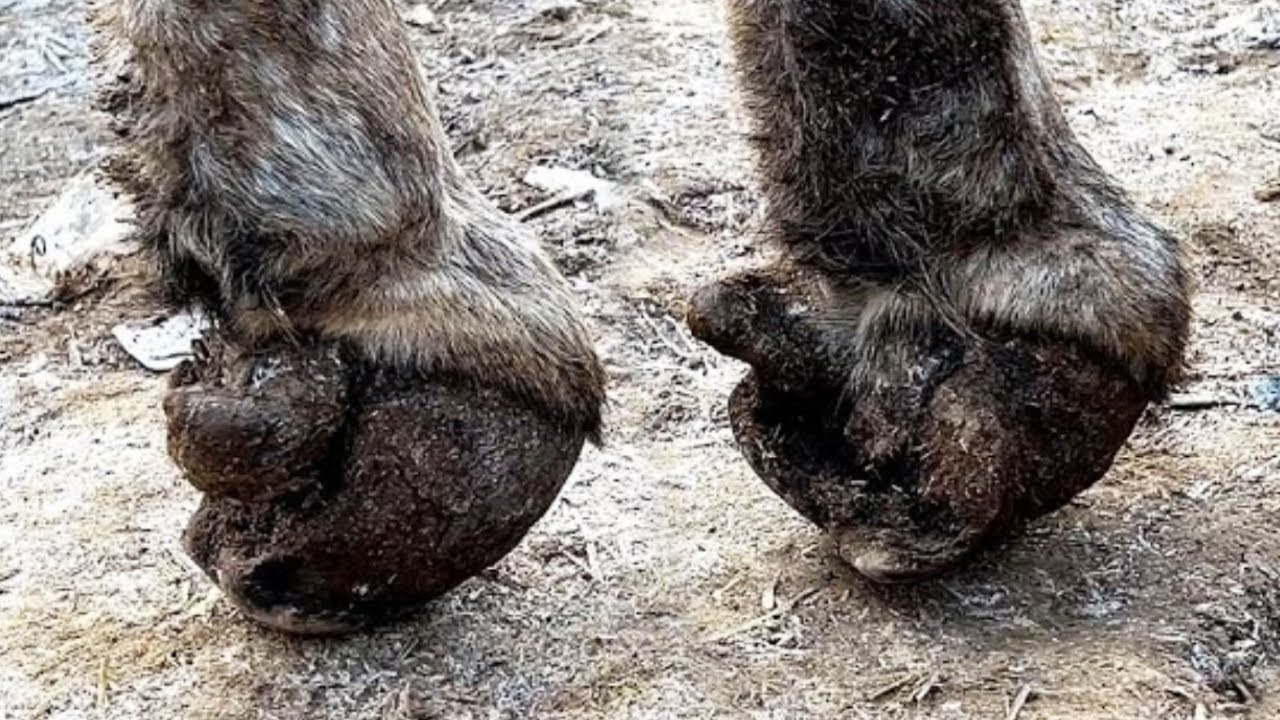 Donkey's Hoof Is Deformed Like A Fist, Making It Painful To Walk ...