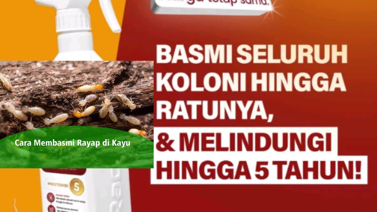 CARA AMPUH!! BASMI RAYAP DENGAN CEPAT DAN AMAN DI RUMAH!! TERLINDUNG ...