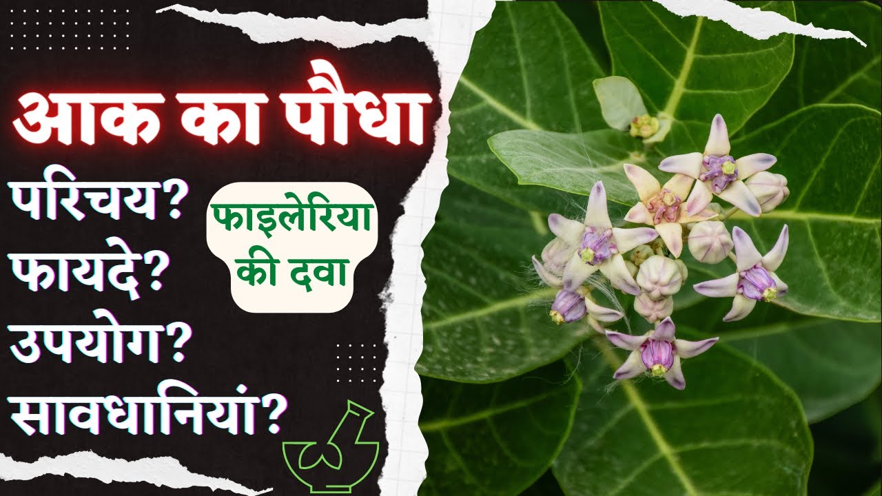 फाइलेरिया की दवा | आक का पौधा | aak ke phool ke fayde | calotropis ...