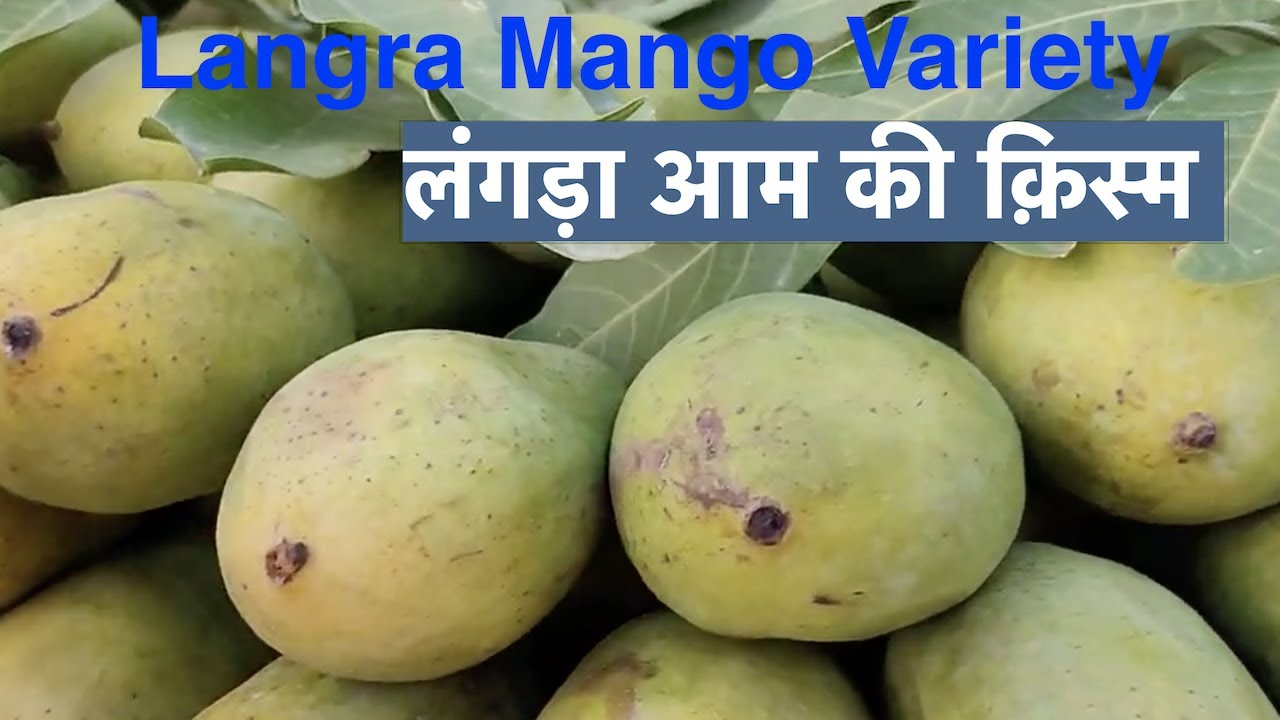 Langra Mango Variety Banarasi Langra, Northern India, Bangladesh ...