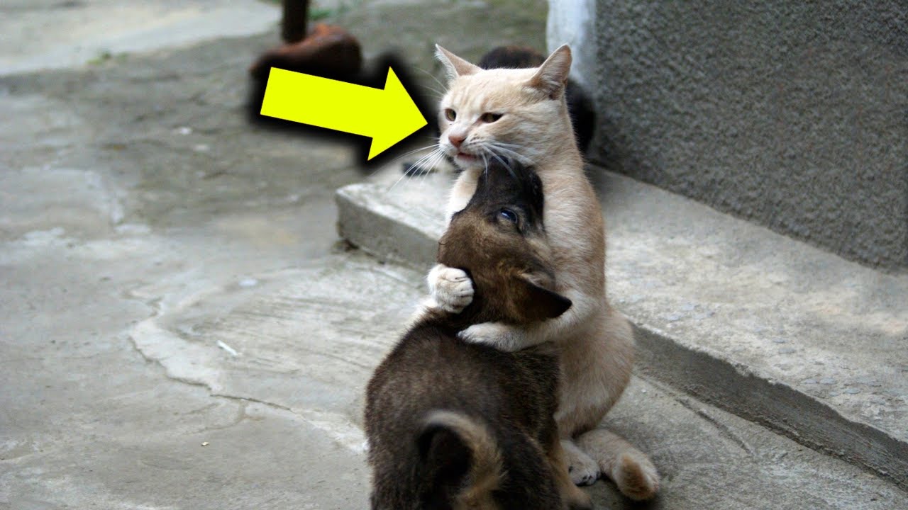 The Cat Noticed a Small Lonely Puppy In a Cardboard Box. You Won't ...