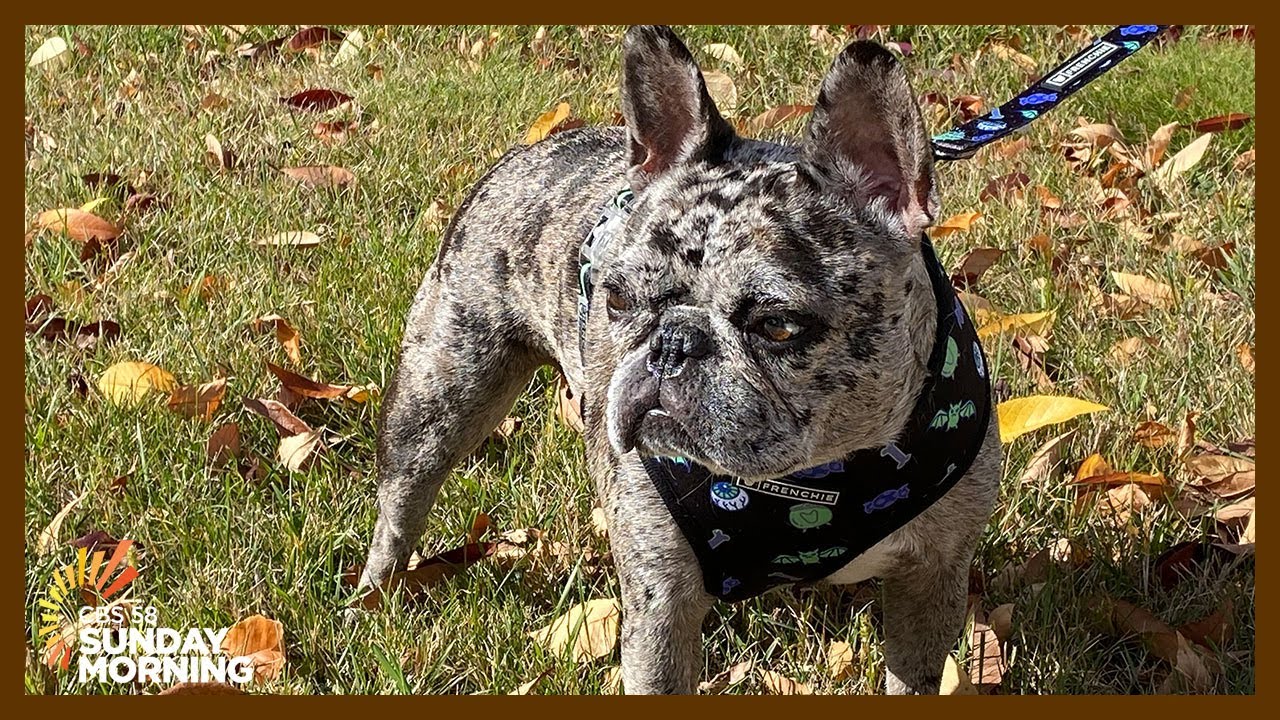 Rory the Frenchie: Milwaukee dog takes over TikTok for loving Henry ...