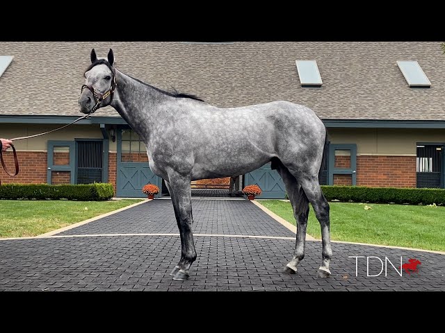 Grey Thoroughbred Stallion