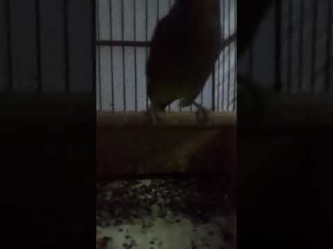 florya Huylandırma güzel .