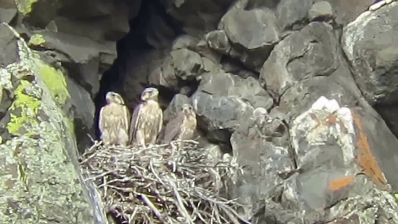 2016 June 8th @ Prairie Falcon Eyrie in Yakima Cyn Wa - YouTube