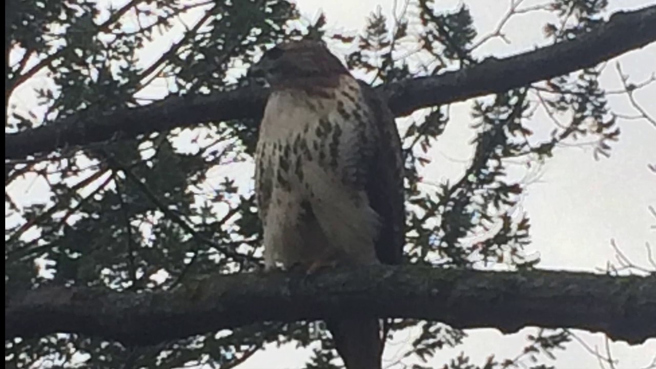 Chase Moulton Grace Friedel EnviSci Final Exam - YouTube