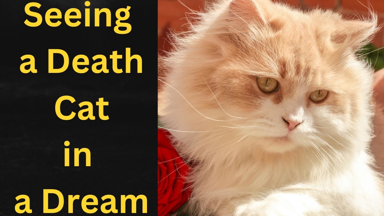 What does it mean? Of Seeing a Death Cat in a Dream - YouTube