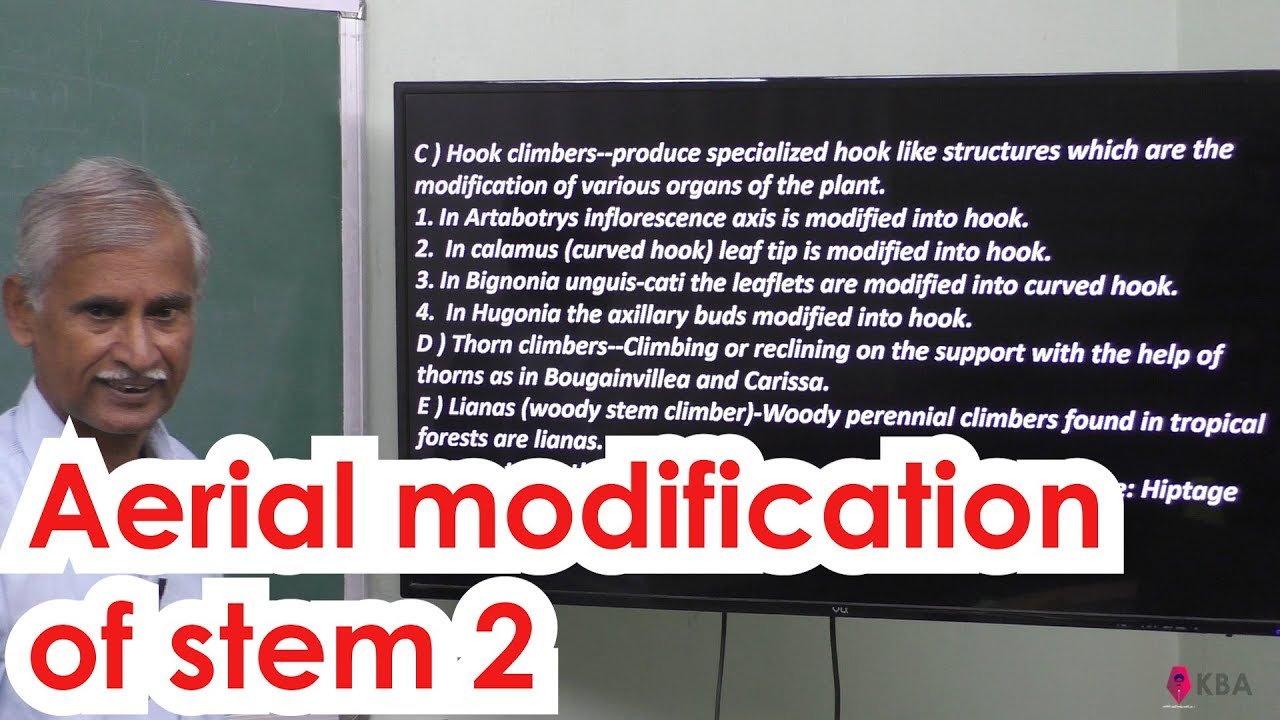 15.Botany | Vegetative Morphology | Aerial modification of stem 2 - YouTube