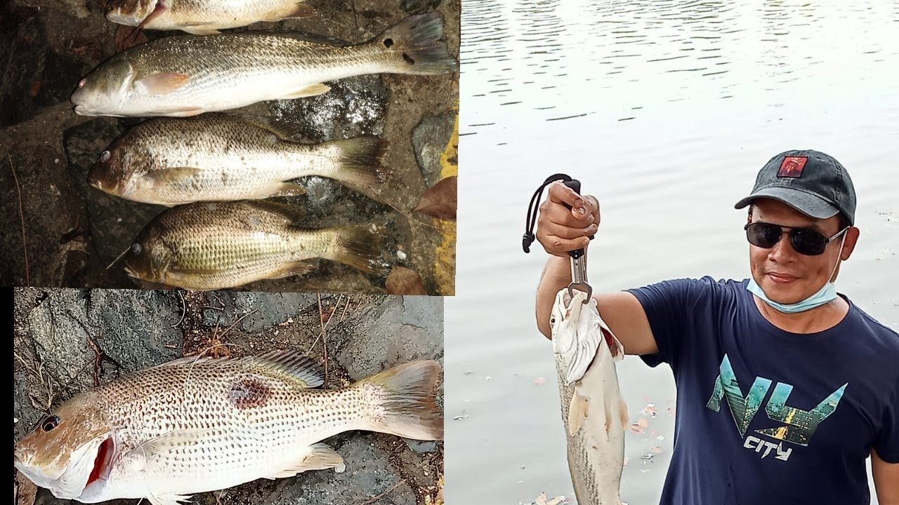 v#18- golden snapper & croaker @Pasir ris fishing pond - YouTube