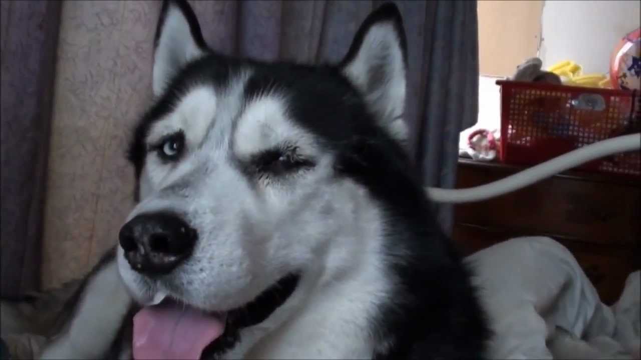 ハスキー達と目覚める Good morning husky dogs - YouTube