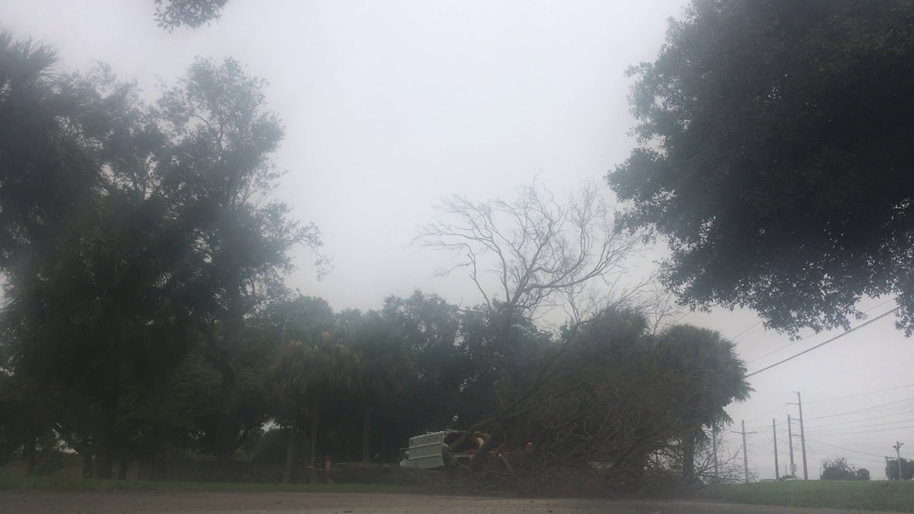 Removing Live Oak that was hit by lightning. - YouTube