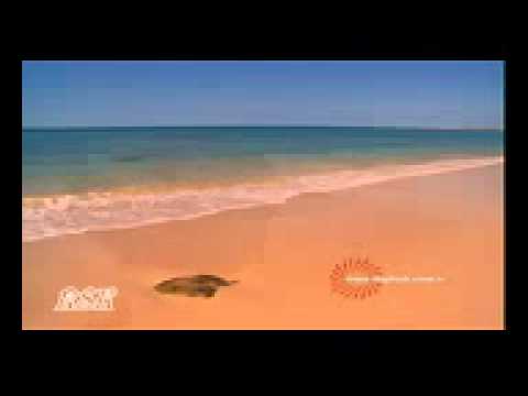 Eldeniz Mansuroglu(Se'ir)2015 yeni