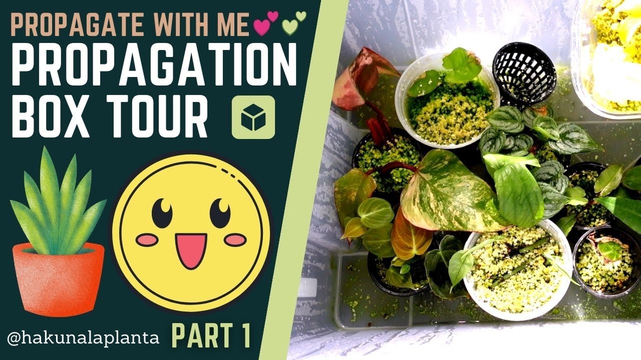 What I'm Propagating 💚 (PART 1) Propagation Box Tour 🤣 - Philodendron ...