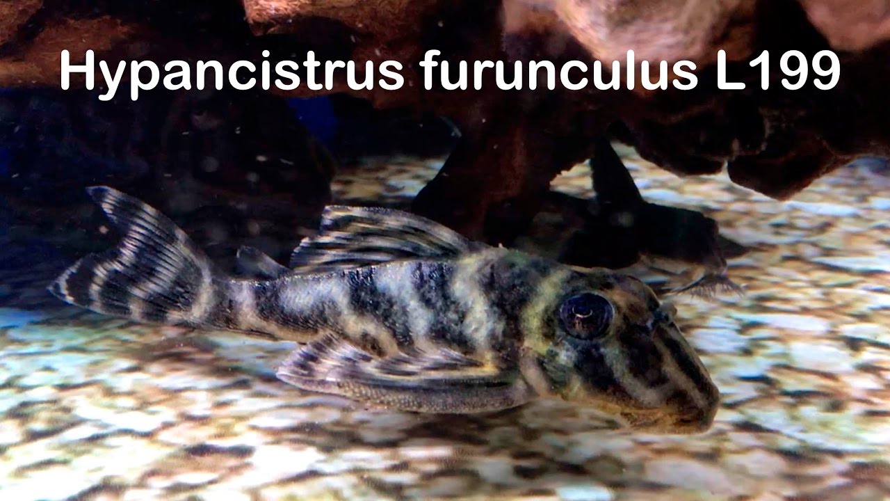 Hypancistrus furunculus L199 / Catfish Identification Information - YouTube