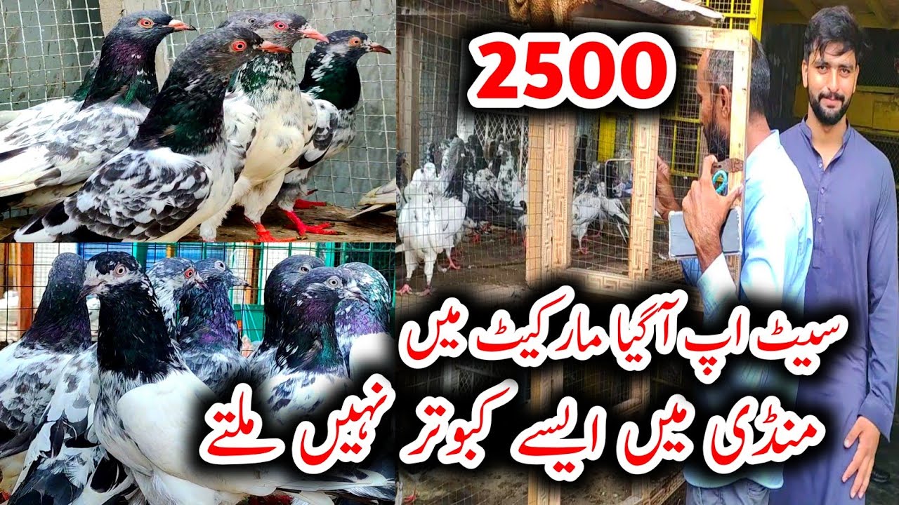 Sialkoti Shat Waly Nayaab Kabootar 💯 // Qasoori Kabootar // Teddy ...