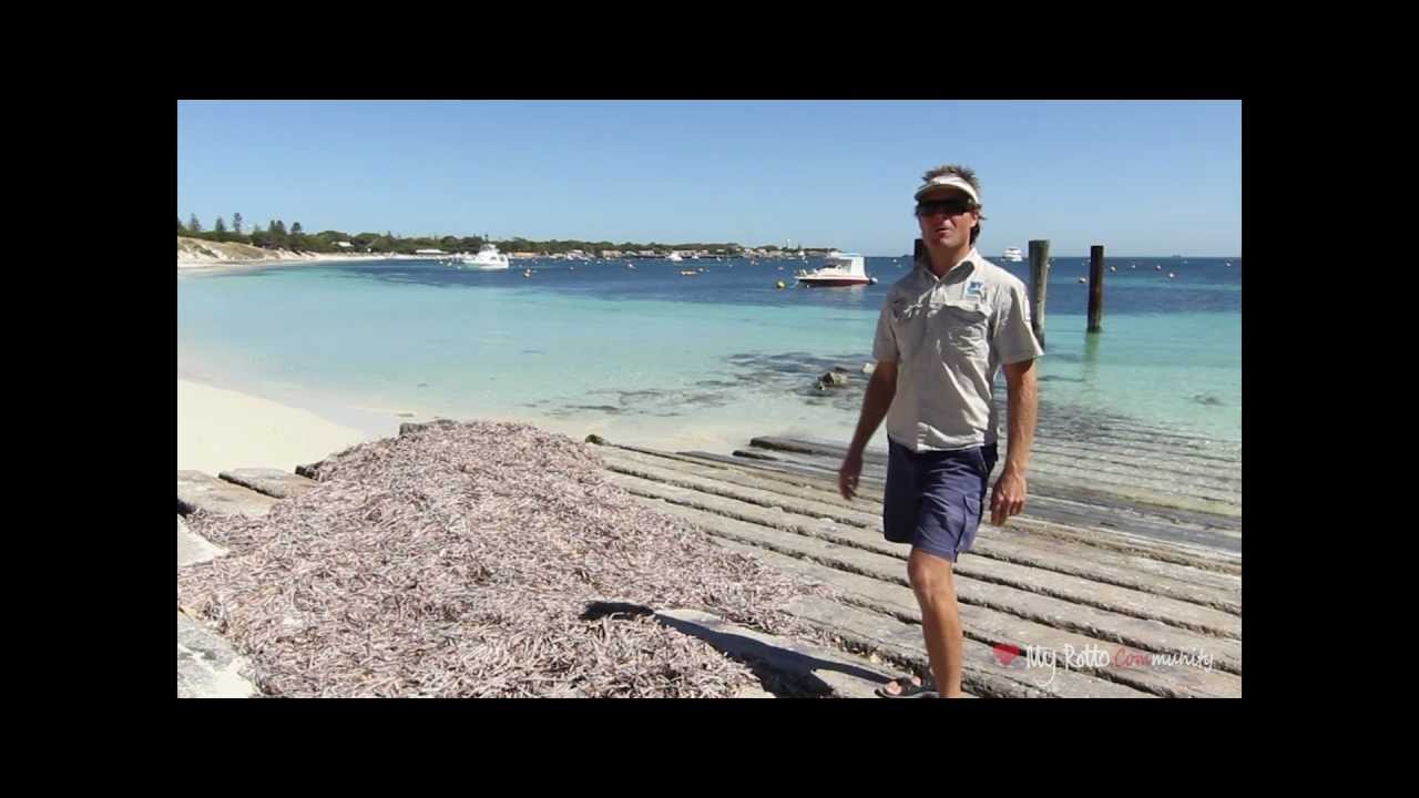 Jason Mant, Rottnest Island Authority - YouTube