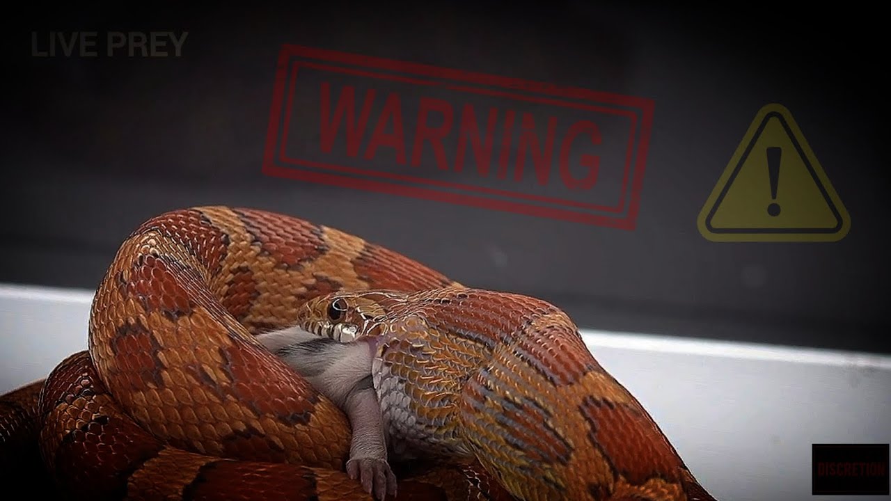SNAKES! Live Feeding Compilation : *WARNING* VIEWER DISCRETION ADVISED - YouTube