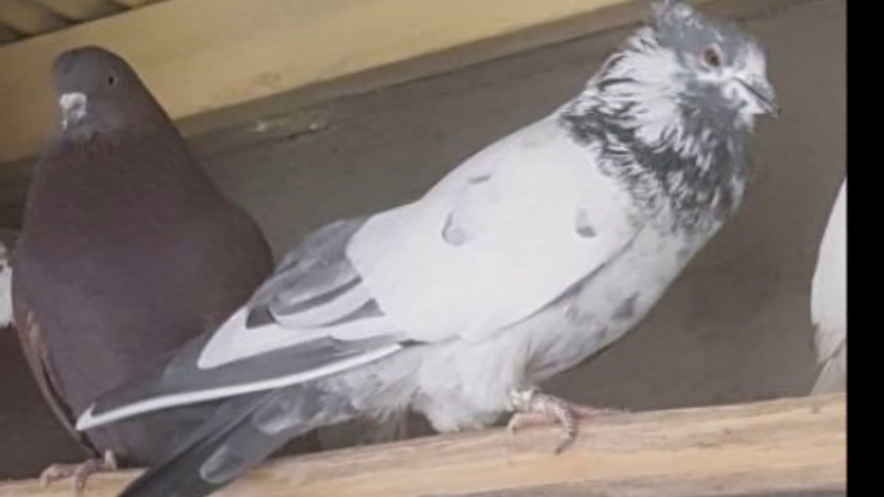 Iranian Pigeons Colors and patterns/ Best high-flyers - YouTube