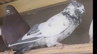 Iranian High Flyer Pigeons