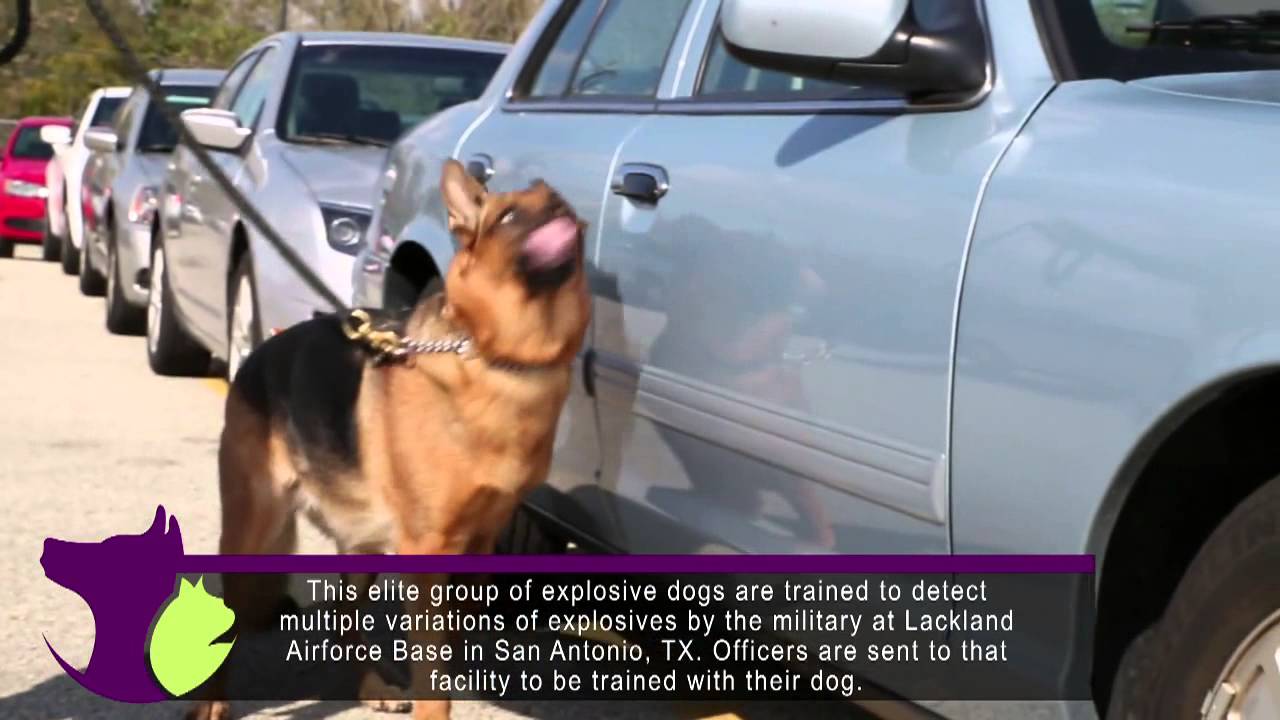 TSA and Bomb Dogs - YouTube
