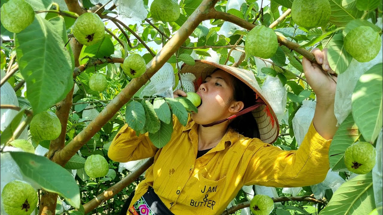Harvest the Guava garden go to the Market sell - Fruit Party with ...