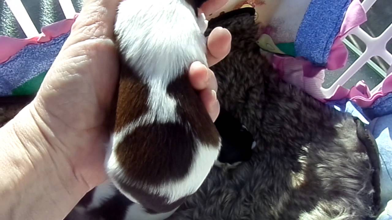 Damon and Ginger litter of parti yorkie puppies - YouTube