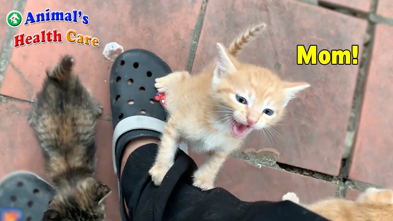 Cutest baby kittens crying loudly and running follow dad – Little ...