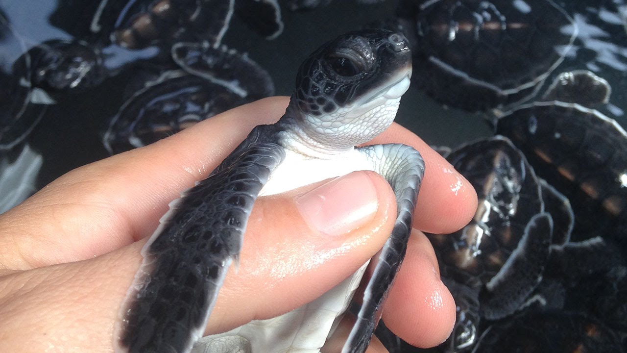 Rescued Turtle Receives Monthly Bath - YouTube