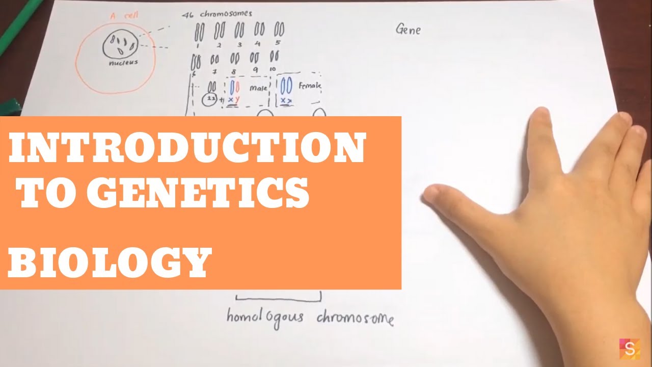 Biology - Introduction to Genetics - YouTube
