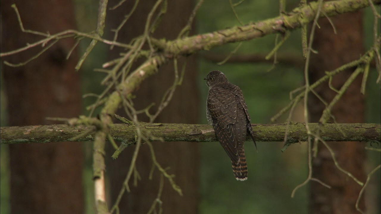 Wren feeding Cuckoo fledgling - YouTube
