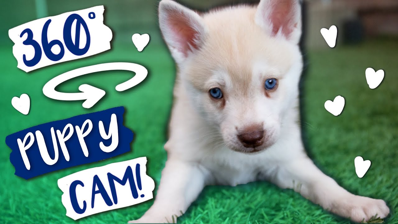 Cute Puppies Playing 360 VR Experience - YouTube