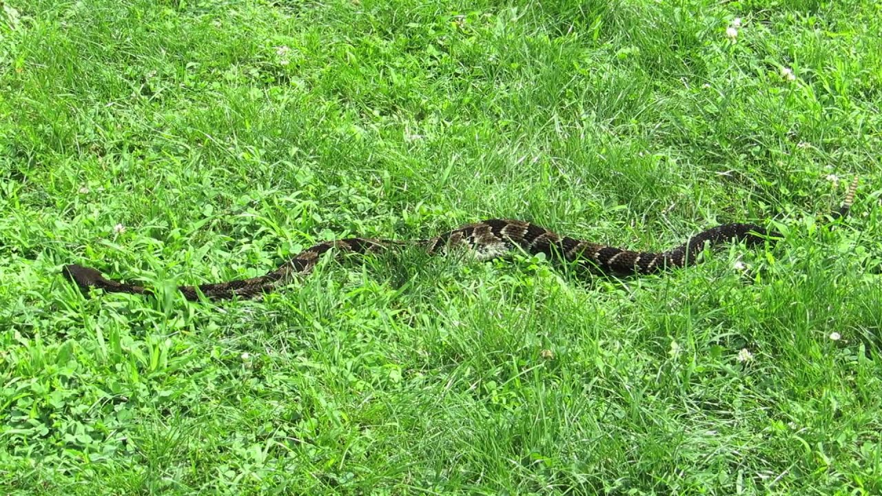 timber rattlesnake in the grass - YouTube