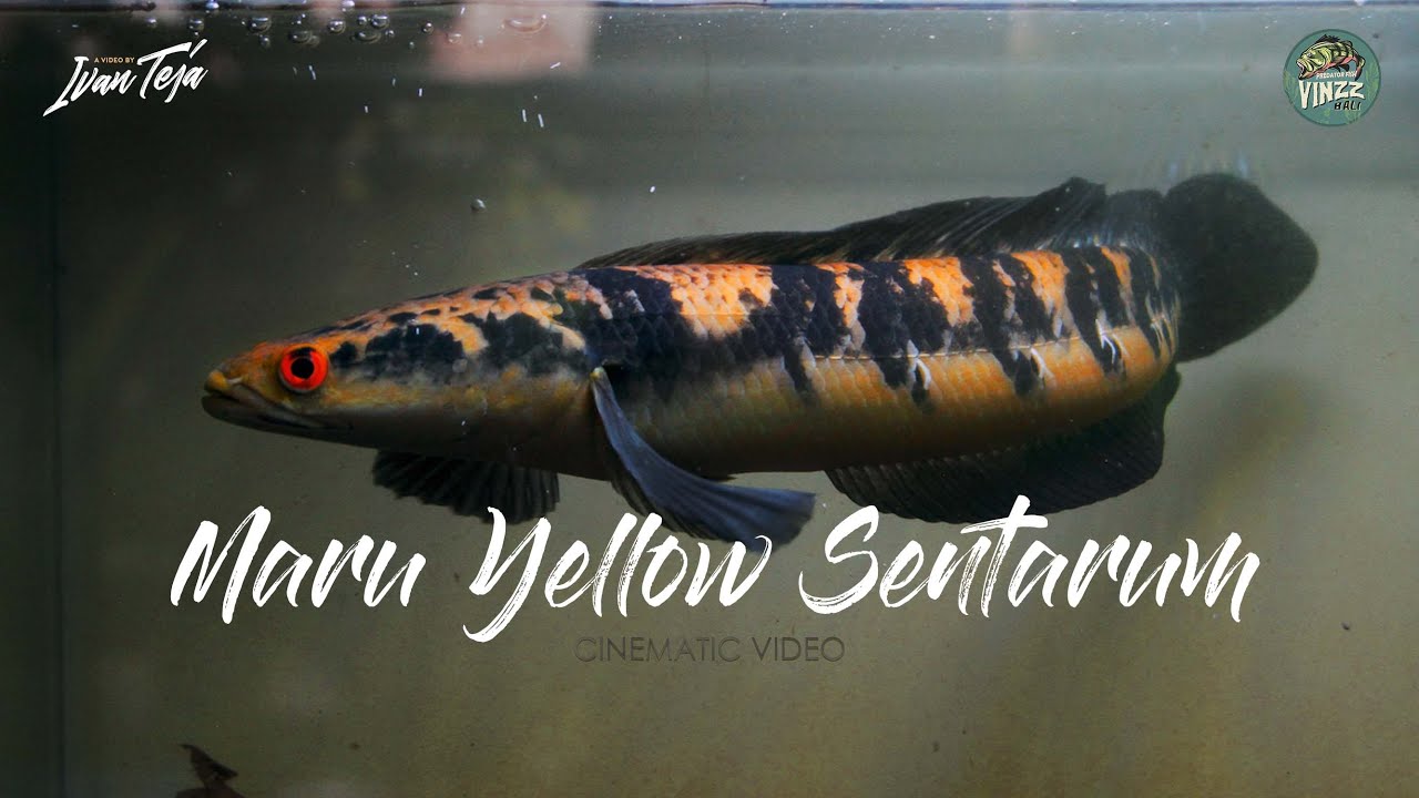 CHANNA MARU YELLOW SENTARUM - VINZZ PREDATOR FISH BALI (cinematic video ...