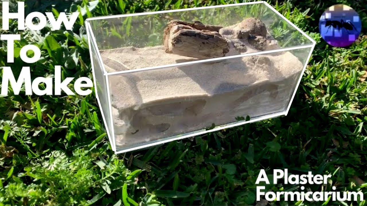 How To Make A Plaster Formicarium - YouTube